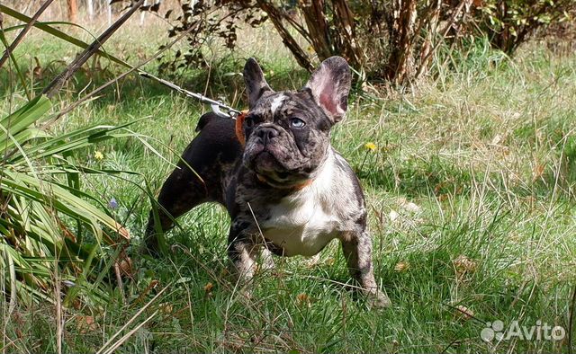 Мальчик мерле,носитель шоко