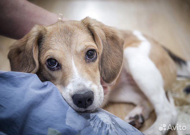 Собака Бэтти ищет хозяина. Отдадим в хорошие руки