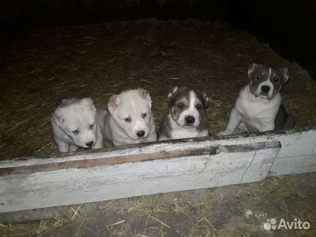 Среднеазиатская овчарка