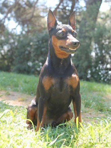 Вязка цвергпинчер