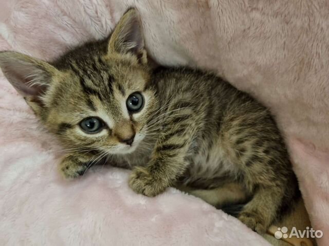 Котенок мальчик