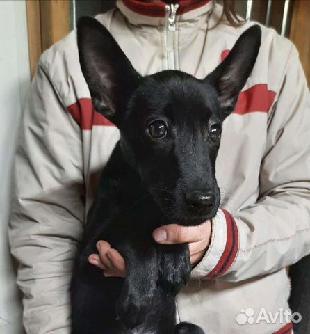 Славный щенок-девочка ищет любящего хозяина