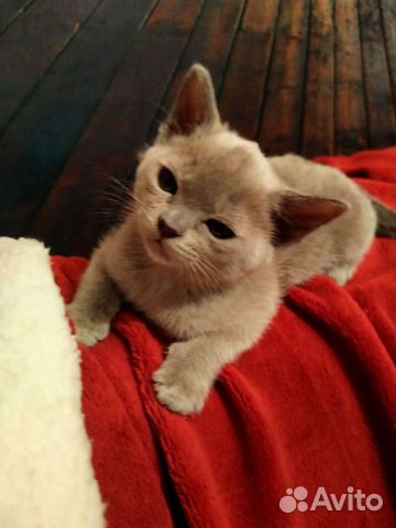 Резерв котят
