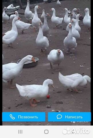 Продаются гуси, индоутки, петухи можно на завод, н