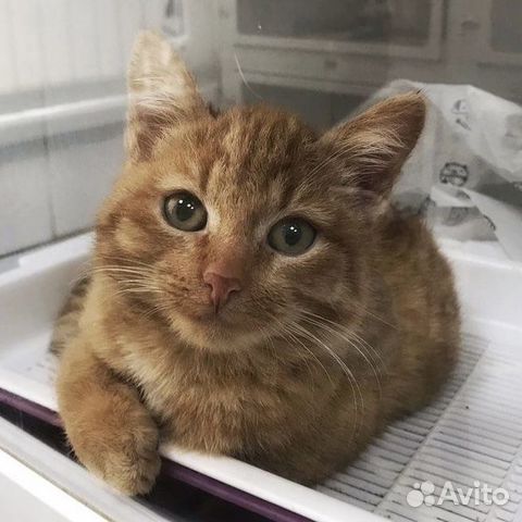 Чудесный рыжий котёнок