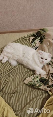 Британская вислоухая кошка бесплатно