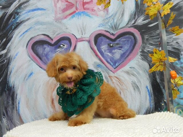 Подростки 6 мес парень и девочку(F1)