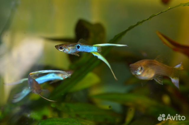 Гуппи японские