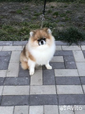 Шпиц Патик Мальчик