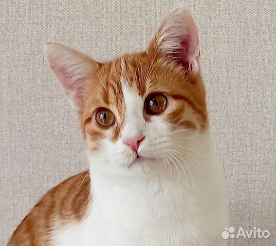 Рыже-белый котик из приюта, 5 мес, привезу