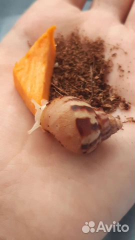 Улитки ахатины вместе с контейнеро,субстрактом,кор