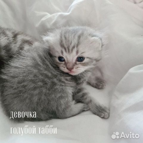 Британская