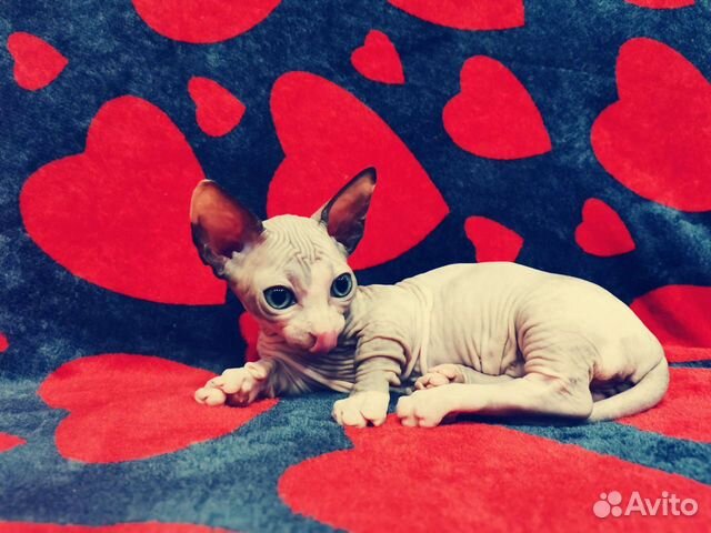 Харизматичная мини бамбино