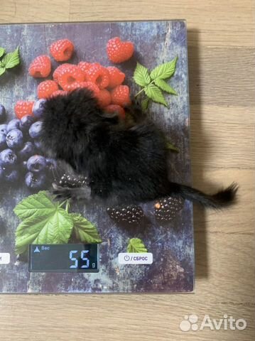 Ангора эбони светлый носитель фиолета и 67 сапфира