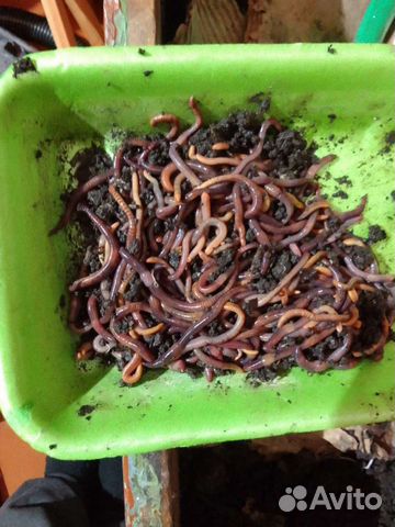 Продам червей