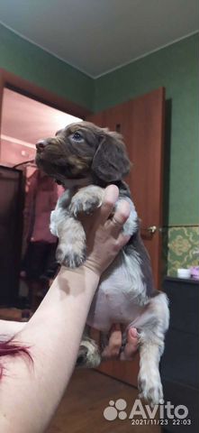 Продам щенка русского спаниеля