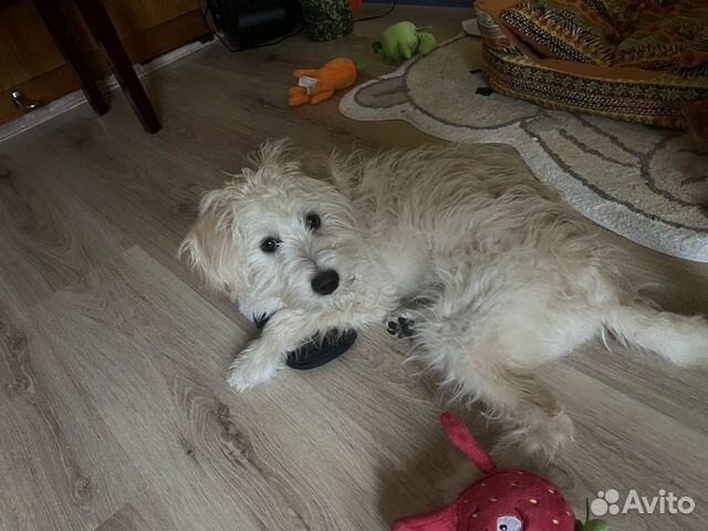 Собака мальтипу