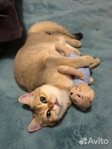 Кошка золотая шиншила вязка