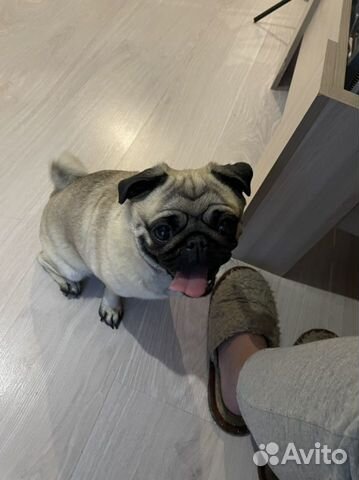 Мопс 2,5 года