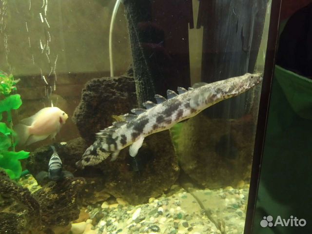 Полиптерус