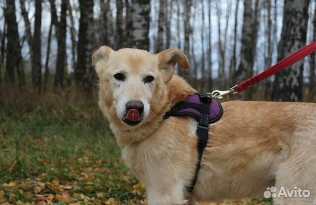 Замечательный парень ищет дом и любящую семью