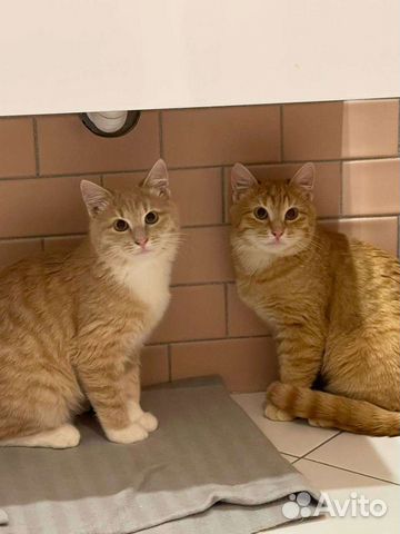 Рыжики Марсель и Патрик