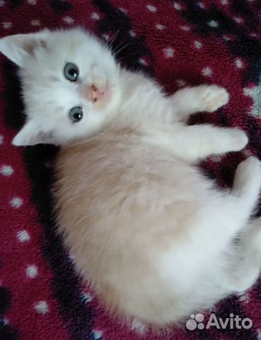 Кошечка, девочка, 1,5 мес. отдам в хорошие руки