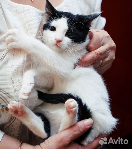Чёрно-белая девочка котёнок