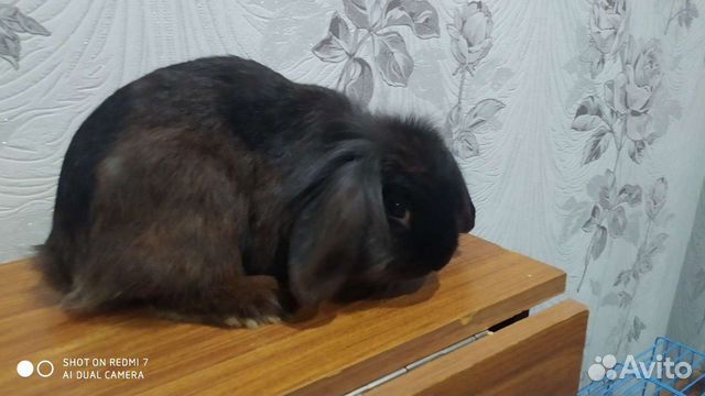 Декоративные кролики вислоухие