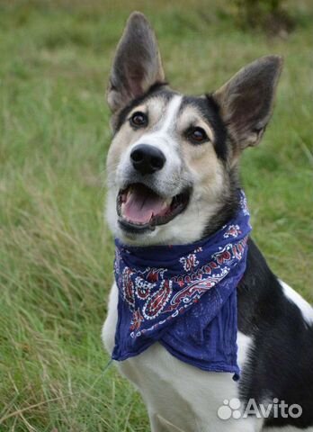 Жизнерадостная собака Вега