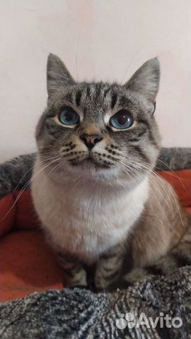 Красоточка Симочка ищет свой настоящий дом