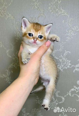 Шотландские котята