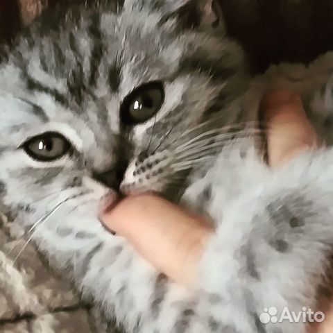 Британская плюшевая принцесса.3месяца