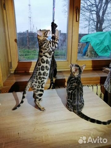 Бенгальские котята москва