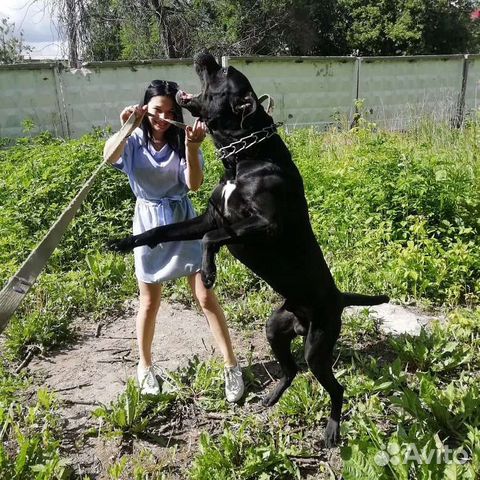 Кане корсо вязка