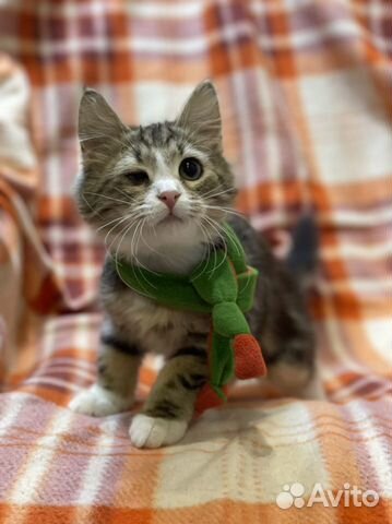 Жорик 3,5 месяца ищет любящий дом