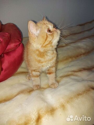 Экзот. Тигруля