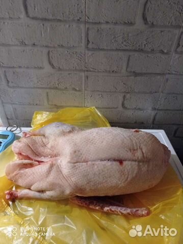Гуси