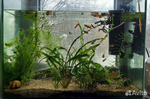 Гуппи, данио, расборы, молинезии