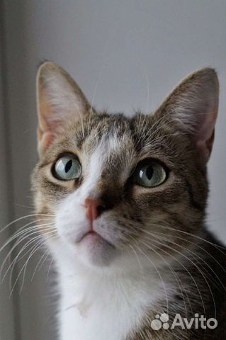 Кошка в дар