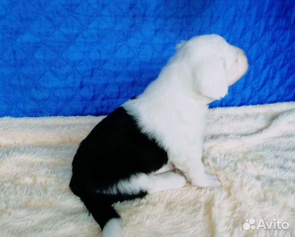 Староанглийсквя овчарка