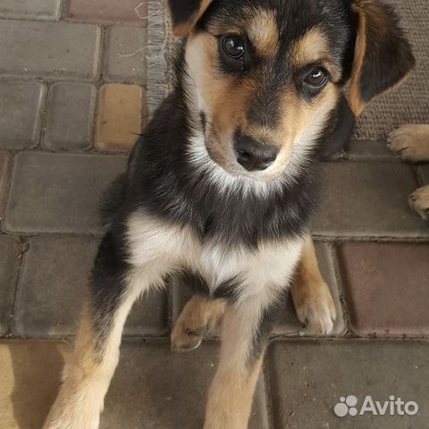 Собака в добрые руки щенок