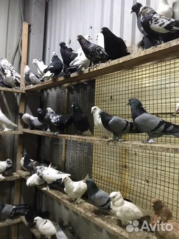 Бакинские Широкохвостые,Лениноканцы