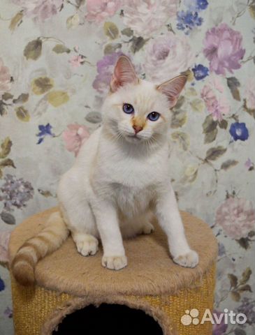 Тайский котик золотого окраса