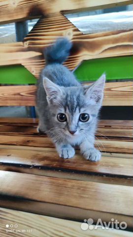 Котенок в добрые руки