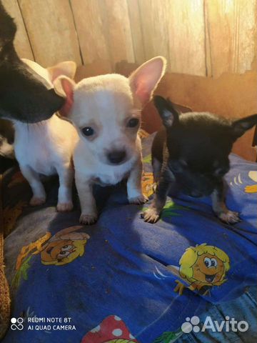 Чишки девченка и мальчишки