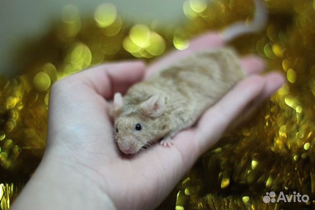 Декоративная мышка-кучеряшка