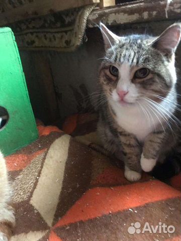 Котик Яша в добые руки