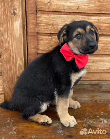 Щенок в добрые руки