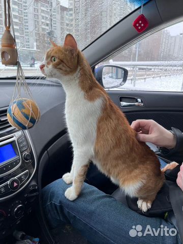 Котик в добрые руки